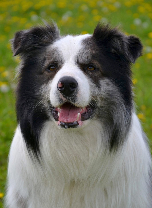 Ceero od Dupíků :: Matter of the Heart